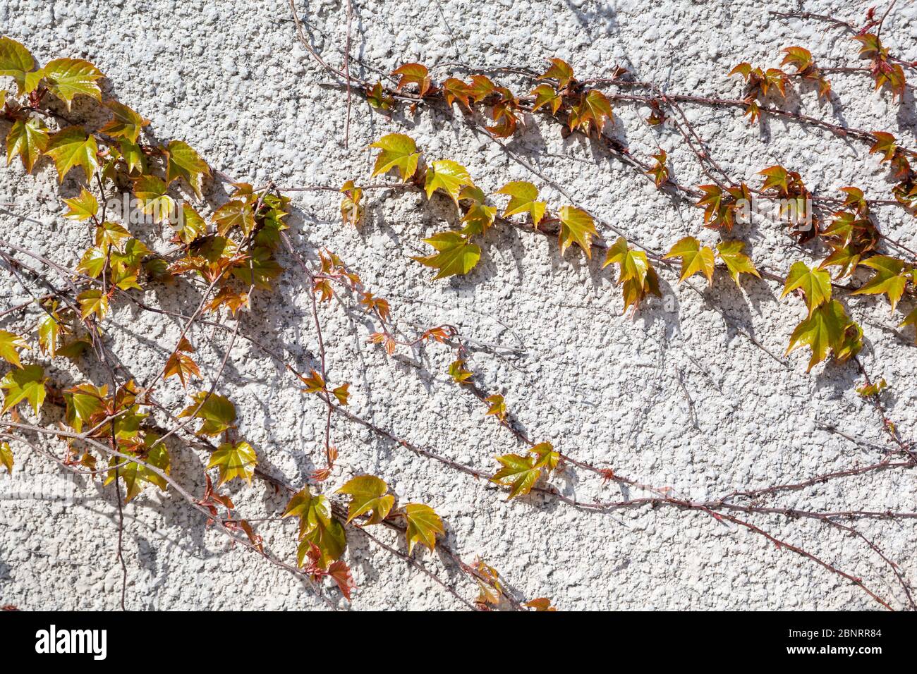 Climbing fig plant hi-res stock photography and images - Alamy