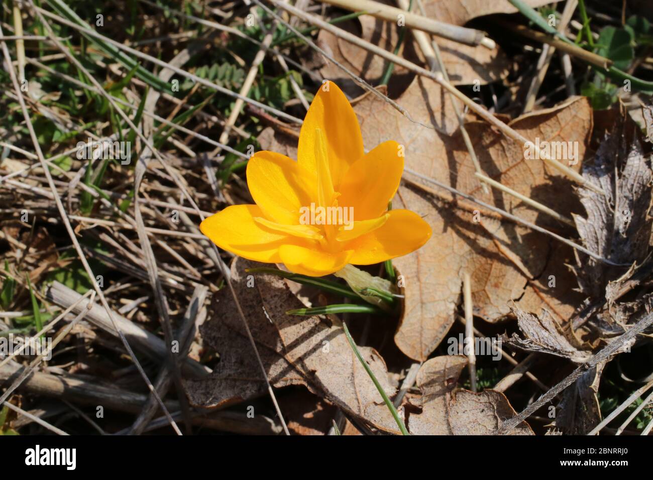 Crocus flavus wild plant hi-res stock photography and images - Alamy