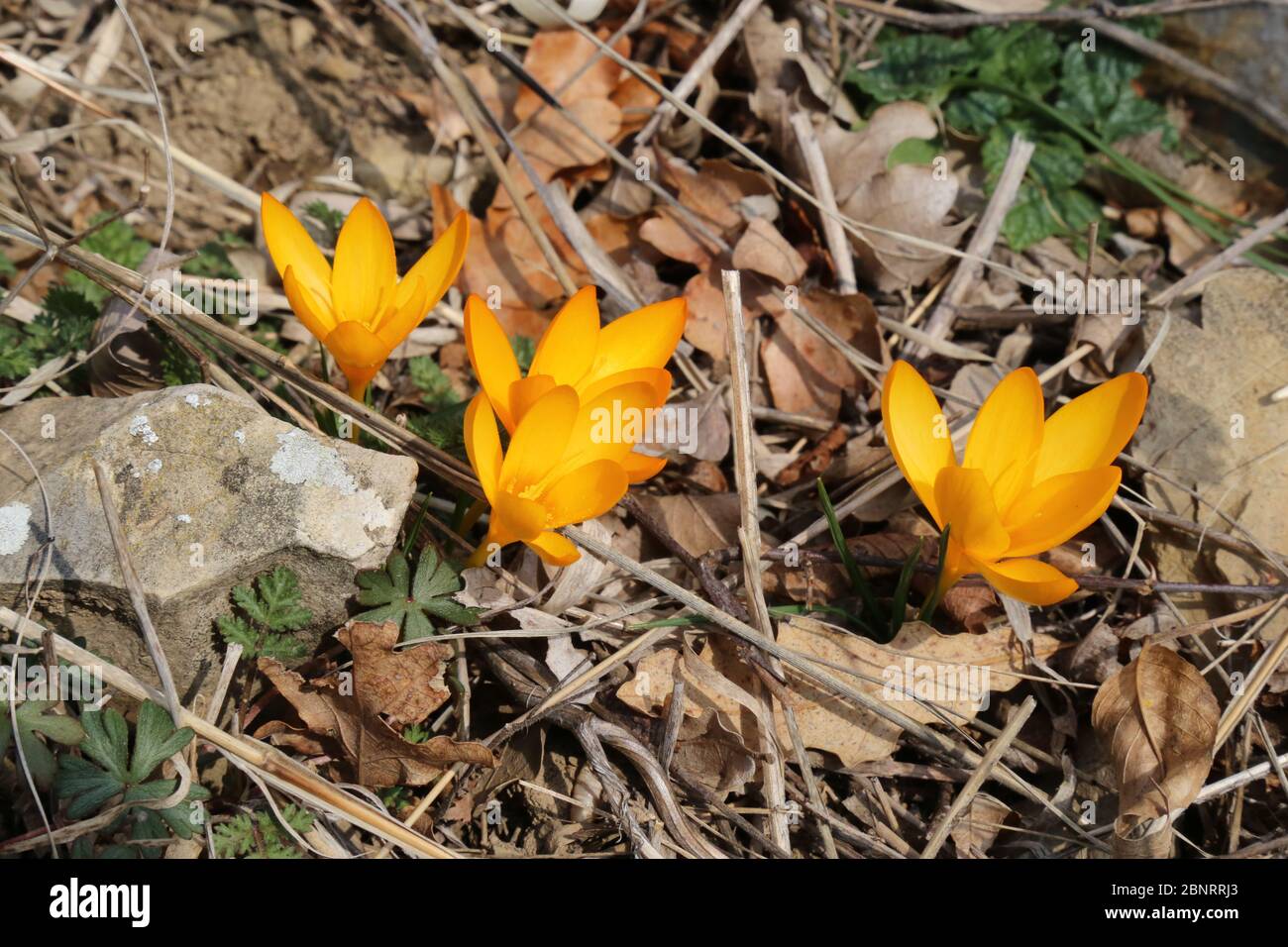 Crocus flavus hi-res stock photography and images - Alamy