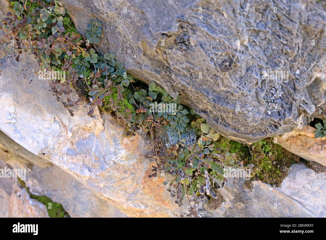 Asplenium ruta-muraria, Wall-Rue. Wild plant shot in the spring Stock ...