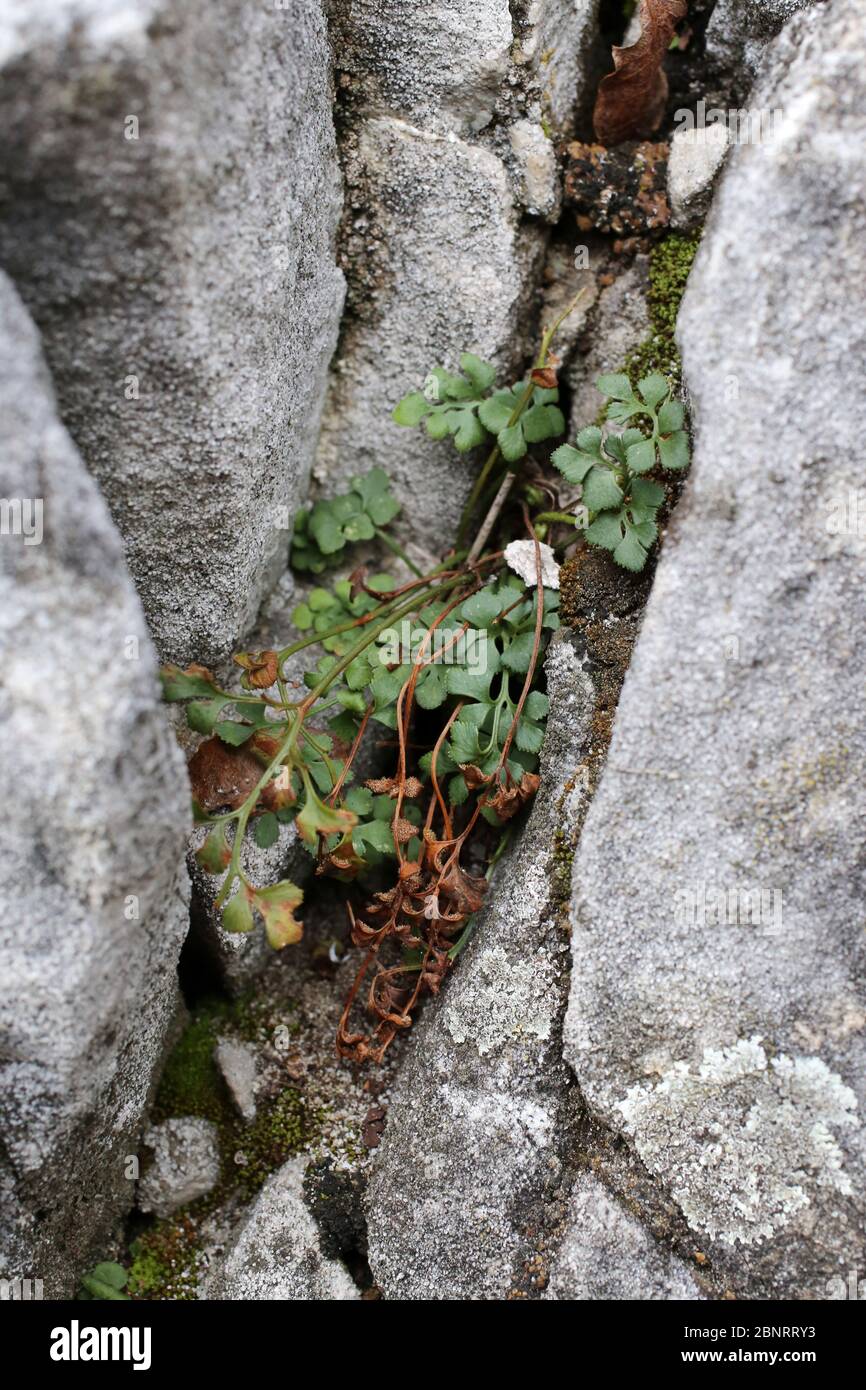 Asplenium ruta-muraria, Wall-Rue. Wild plant shot in the spring Stock ...