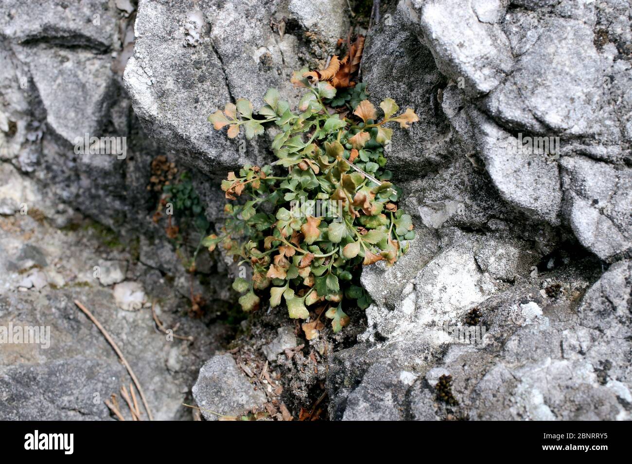 Asplenium ruta-muraria, Wall-Rue. Wild plant shot in the spring Stock ...