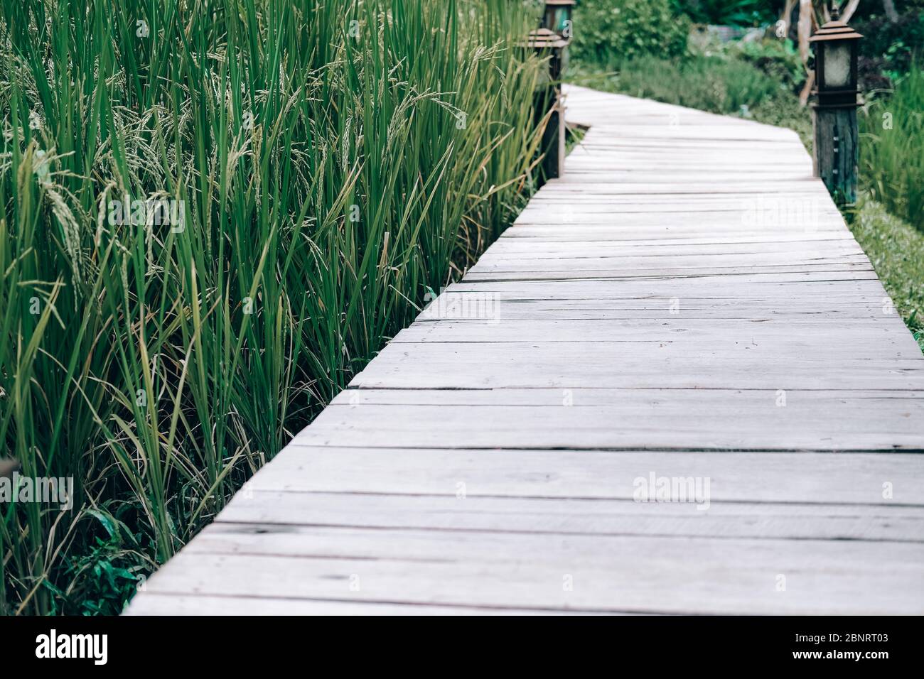 rice paddy field beside walkway pathway in farm Stock Photo - Alamy