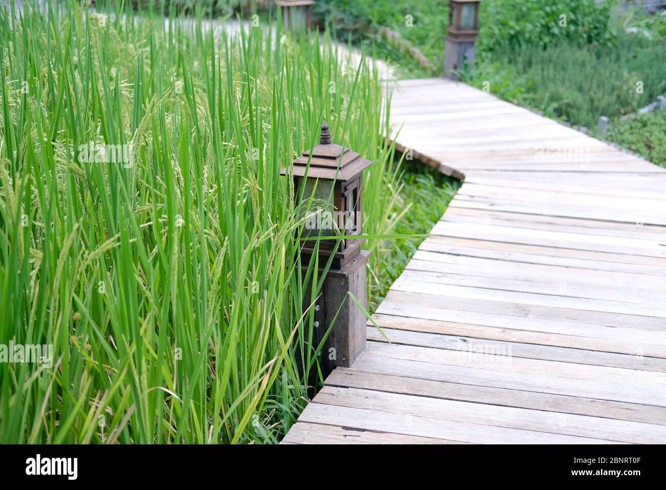 rice paddy field beside walkway pathway in farm Stock Photo - Alamy