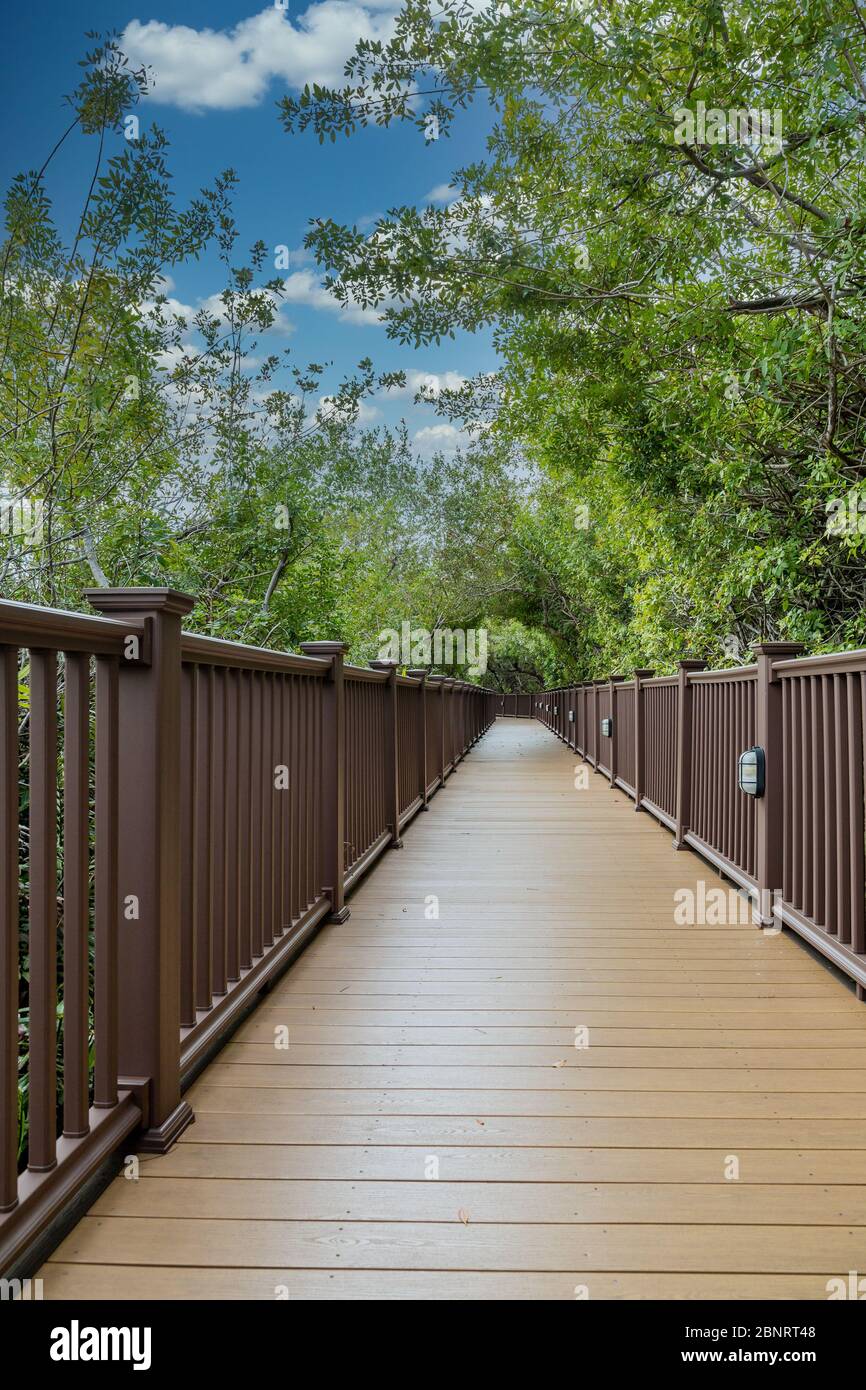 Mangrove forest footpath hi-res stock photography and images - Alamy