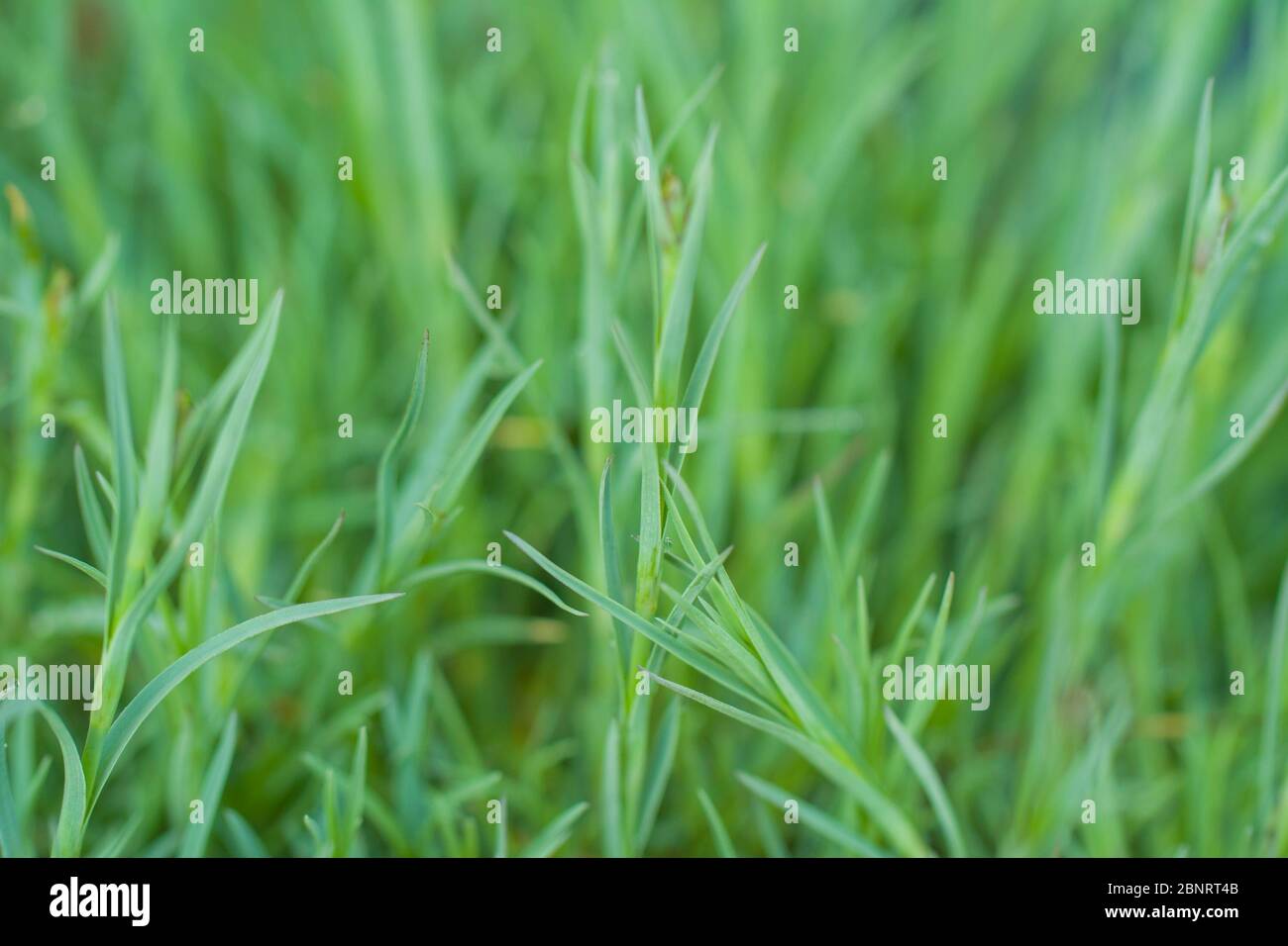 Green grass texture. Natural background. the concept of morning ...