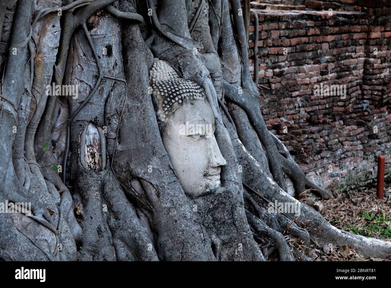 Buddha head in the banyan tree's root. Name of this place " Wat ...