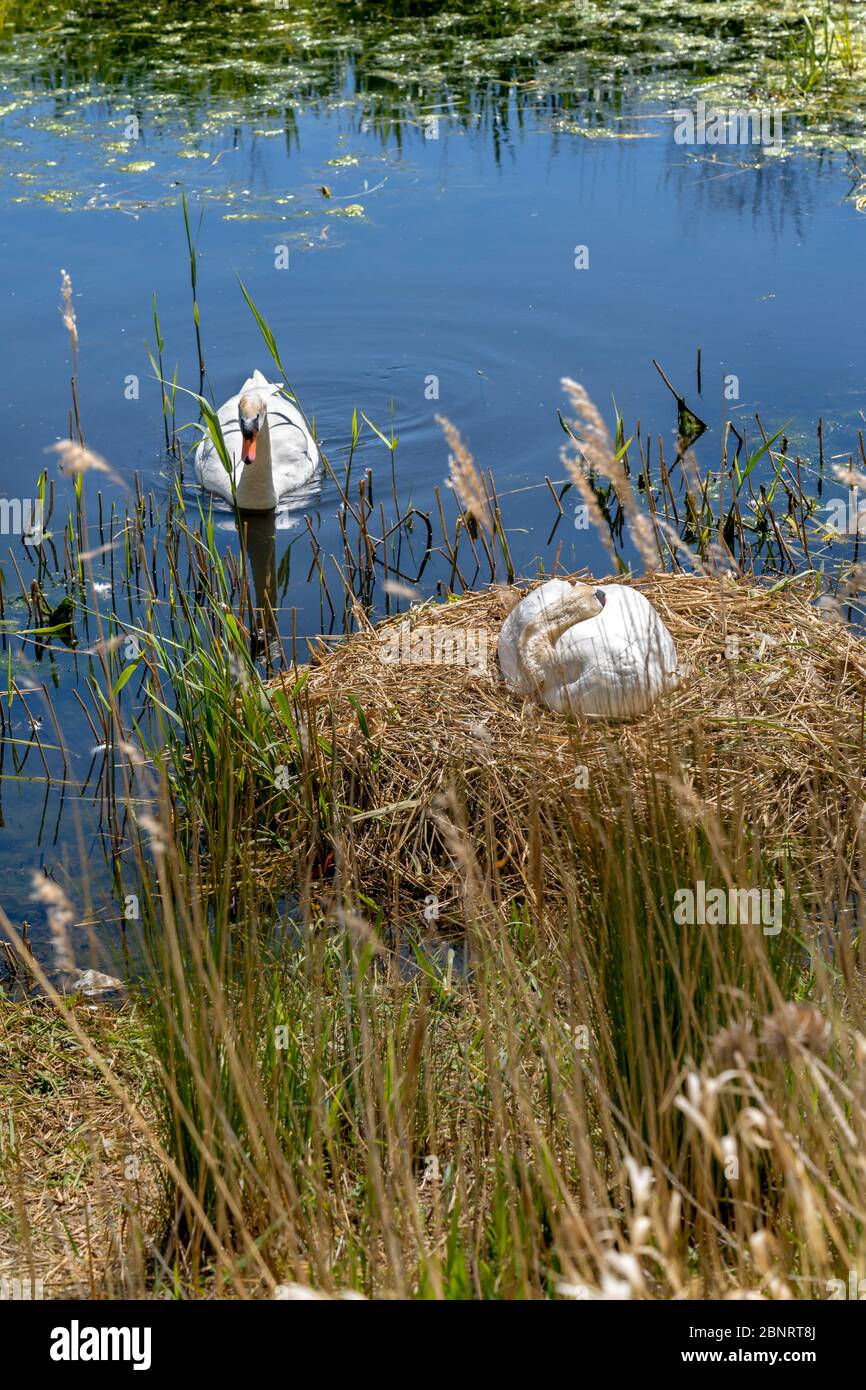 Sitting swans hi-res stock photography and images - Alamy Sitting swans hi-res stock photography and images - Alamy