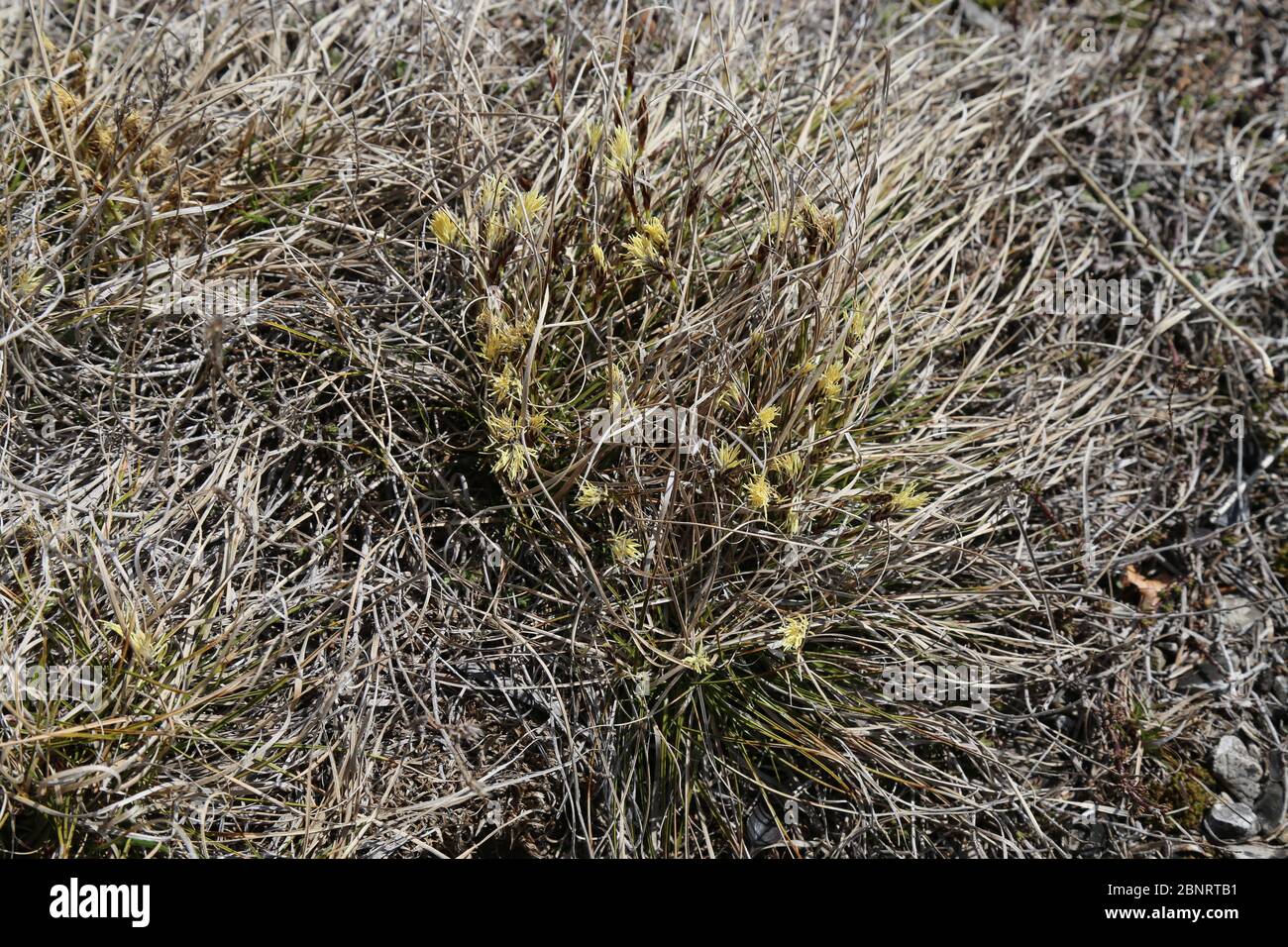 Carex humilis hi-res stock photography and images - Alamy