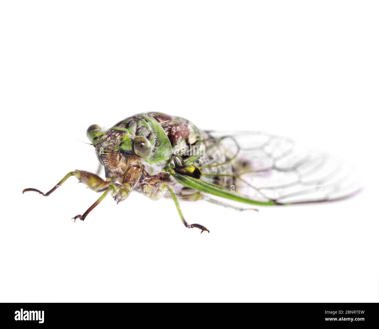 Cicadas face hi-res stock photography and images - Alamy