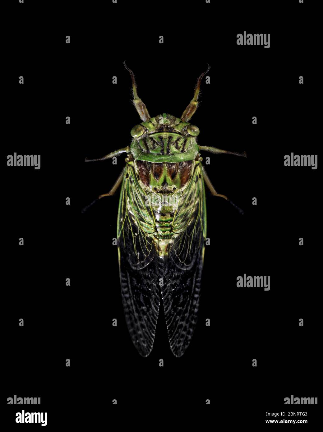 Close up photo of cicada exoskeleton hi-res stock photography and ...