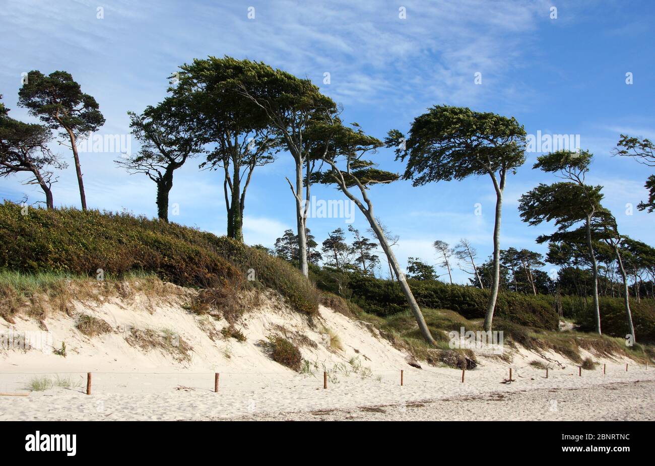 Born darss baltic sea germany hi-res stock photography and images - Alamy