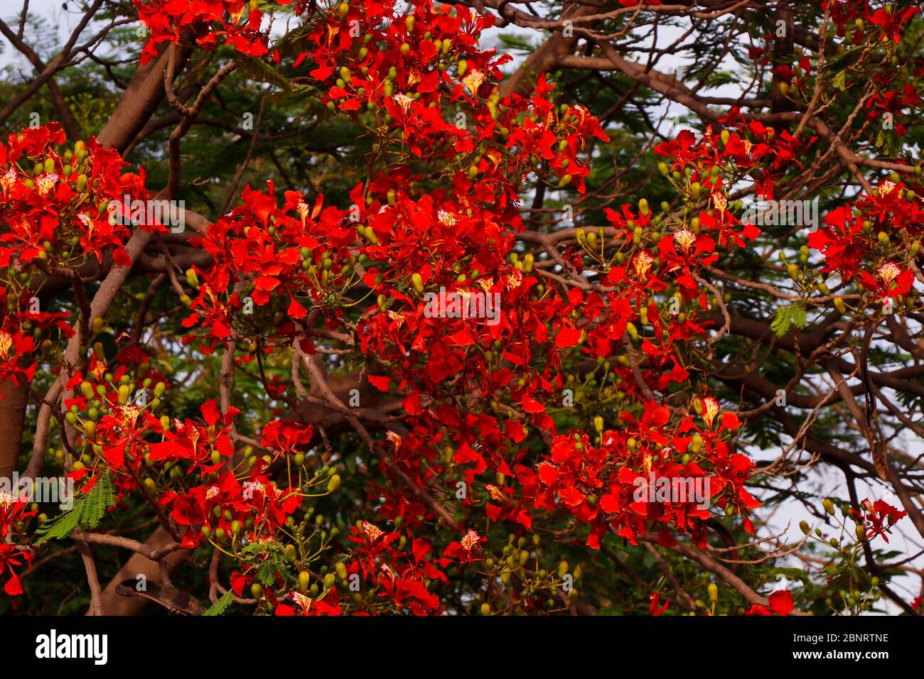 flame tree full of red fiery flowers on spring season Stock Photo - Alamy