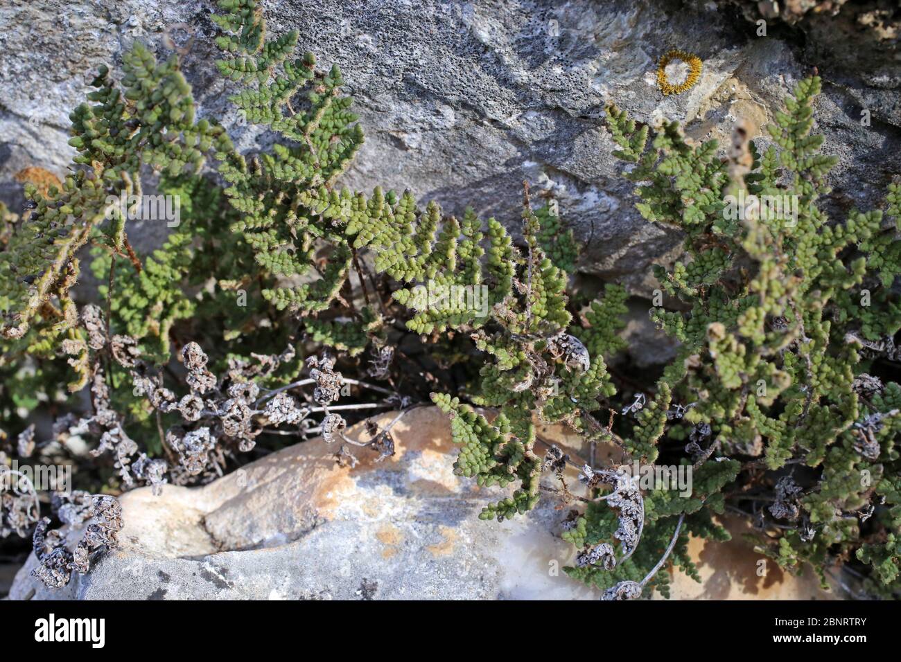 Cheilanthes hi-res stock photography and images - Alamy