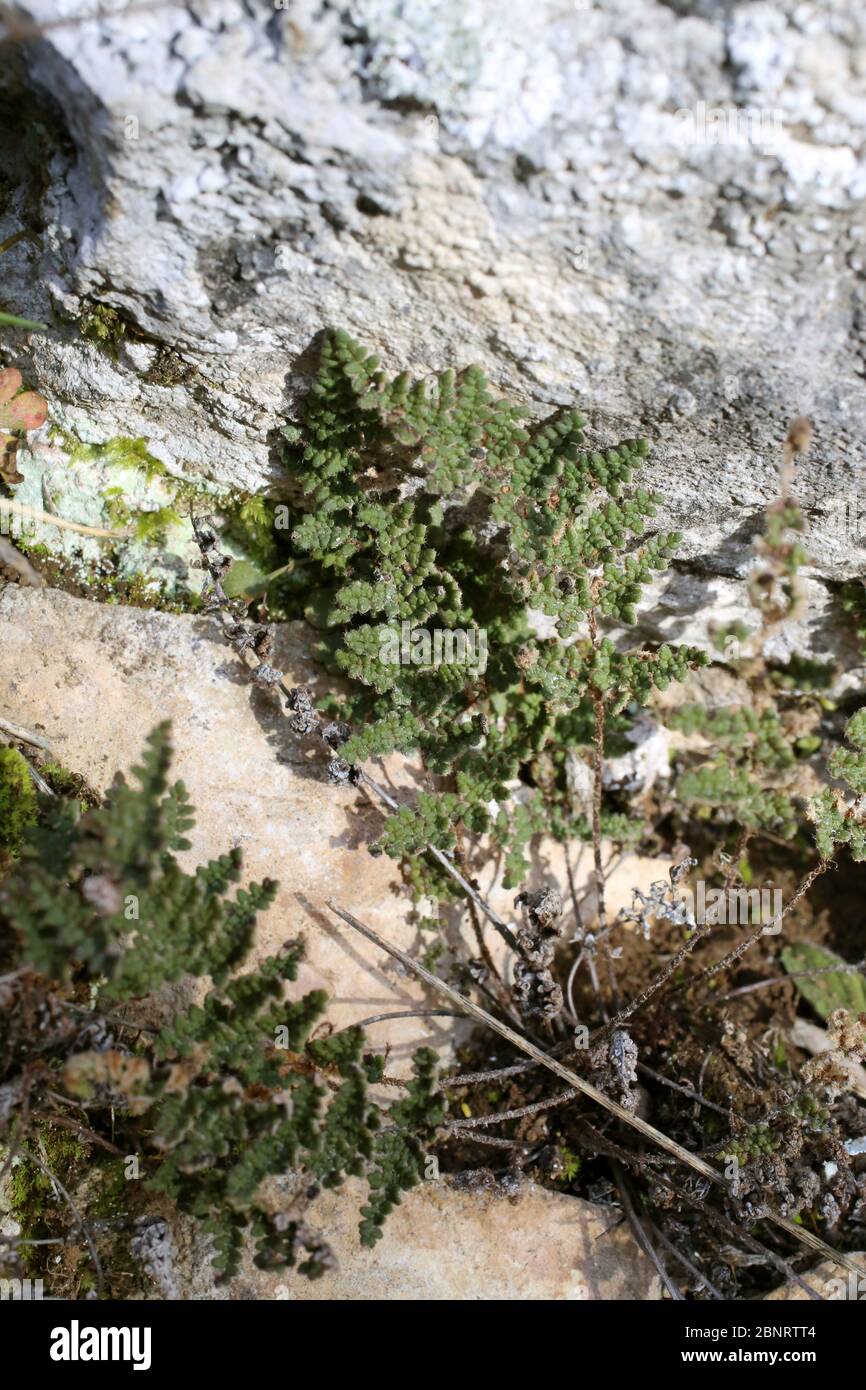 Cheilanthes hi-res stock photography and images - Alamy