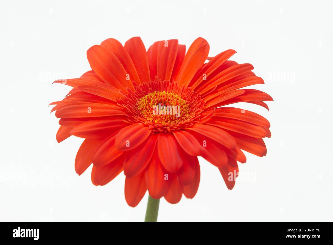 Orange gerbera of the Asteraceae or Compositae family, commonly referred to as the aster, daisy ...