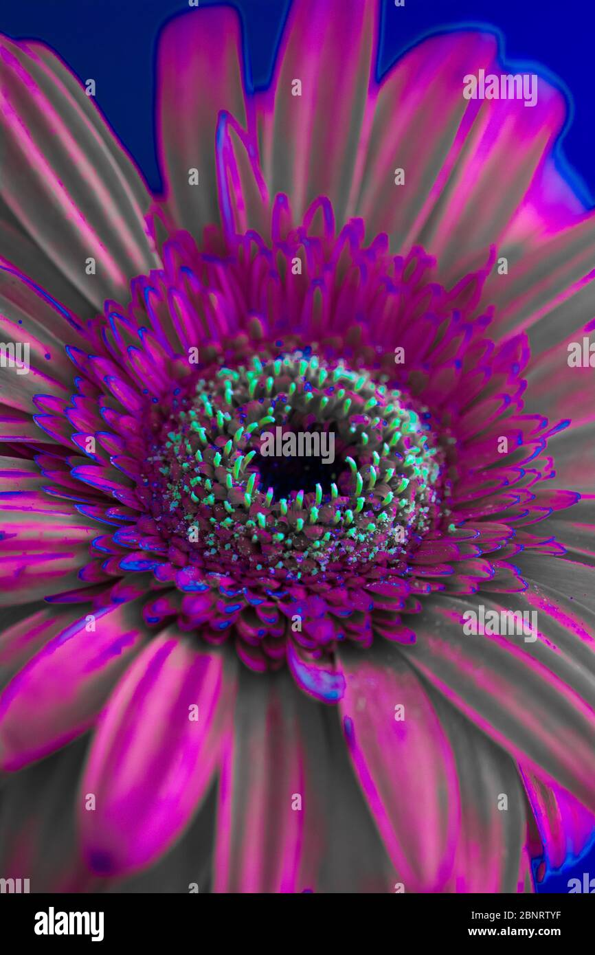 Gerbera of the Asteraceae or Compositae family, commonly referred to as ...