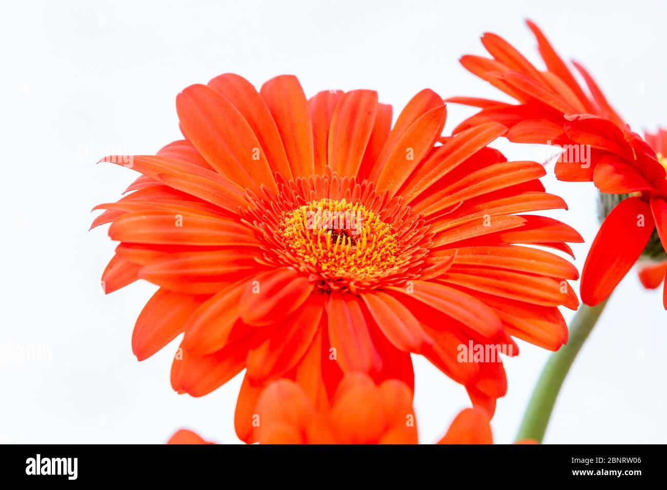 Bouquet of orange gerbera of the Asteraceae or Compositae family, commonly referred to as the ...