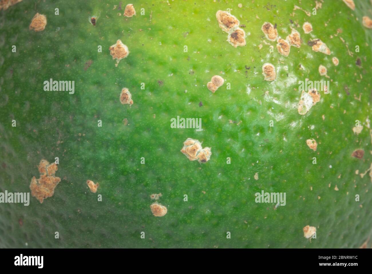 Shell Texture Fresh organic rustic slice lime isolated on white ...