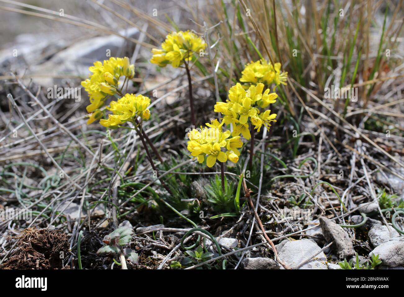 Draba lasiocarpa, Woolly-Fruited Whitlow-Grass. Wild plant shot in the ...