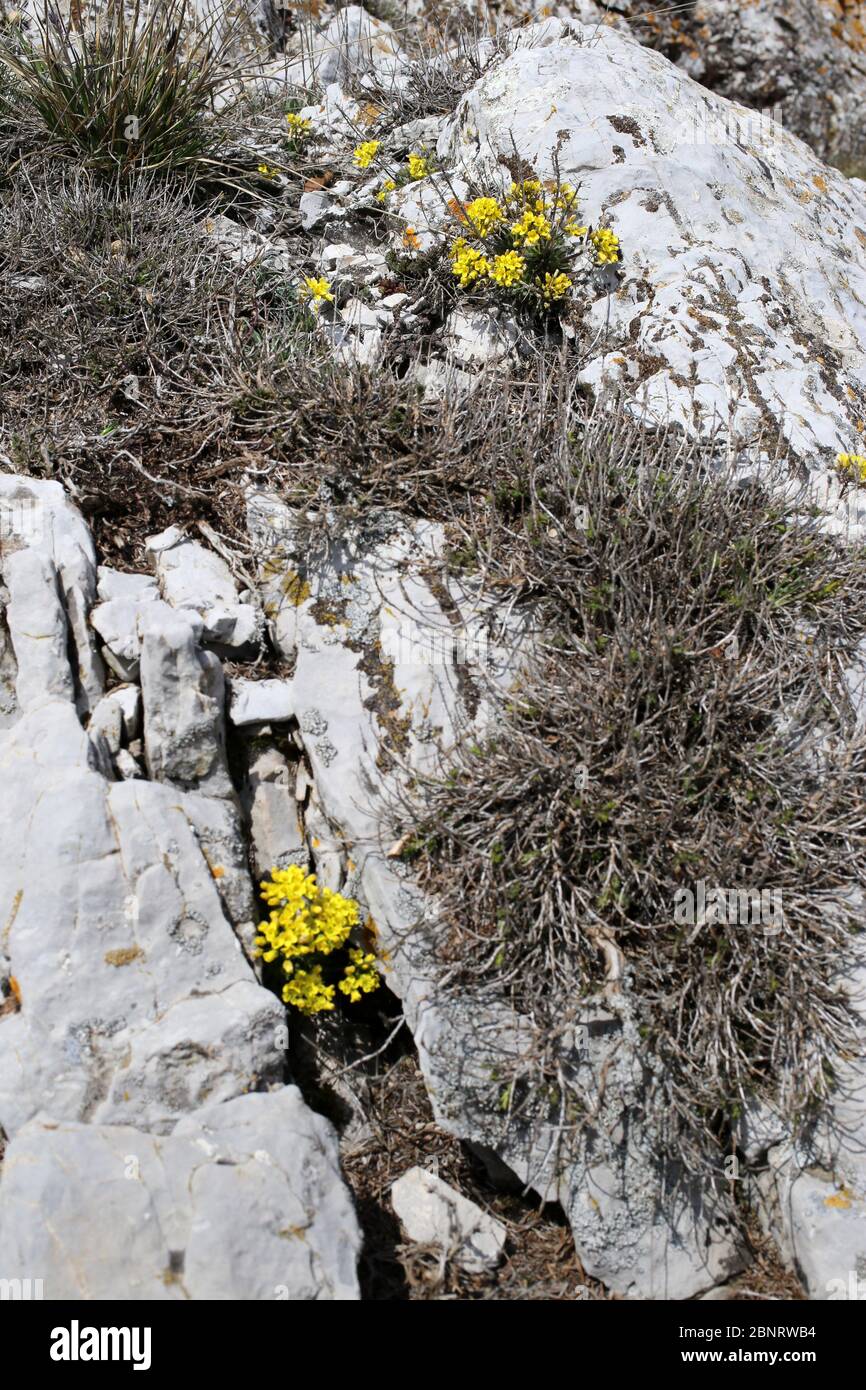 Draba lasiocarpa, Woolly-Fruited Whitlow-Grass. Wild plant shot in the ...