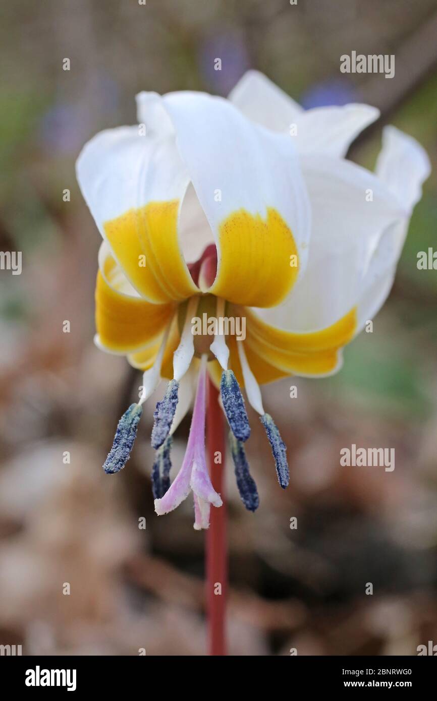 Erythronium dens-canis, Dog's Tooth Violet Adder's-Tonque. Wild plant ...