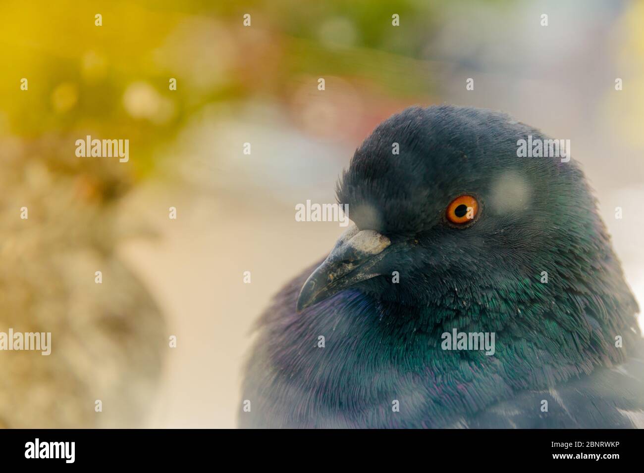 Blue Pigeon High Resolution Stock Photography and Images - Alamy