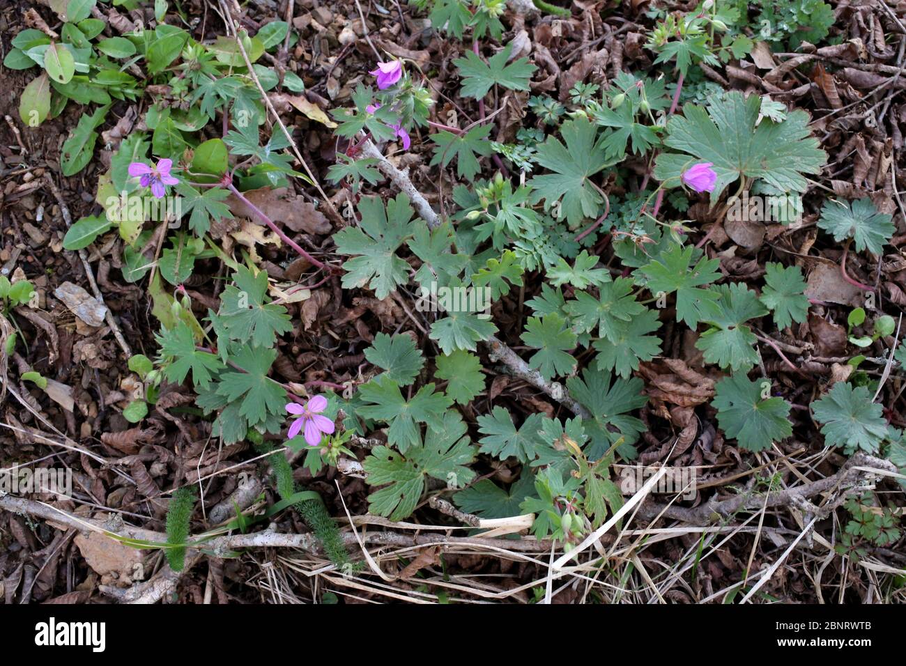 Geranium macrorrhizum, Rock Cranesbill - Wild plant shot in the spring ...