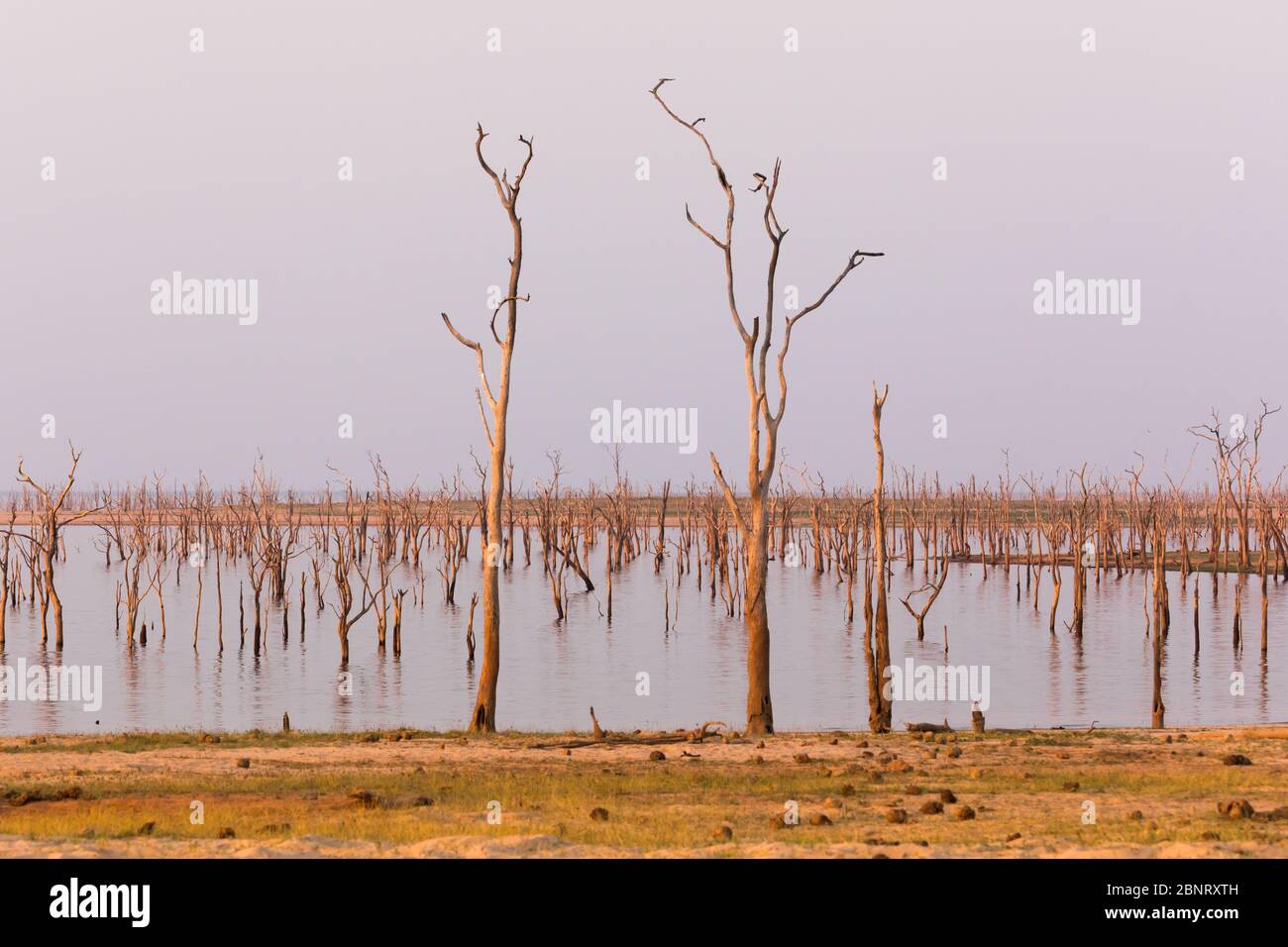 Mopane Tree Africa High Resolution Stock Photography and Images - Alamy