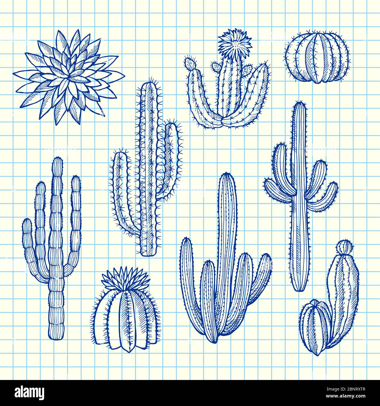 Vector hand drawn wild cacti plants set on blue cell sheet background ...