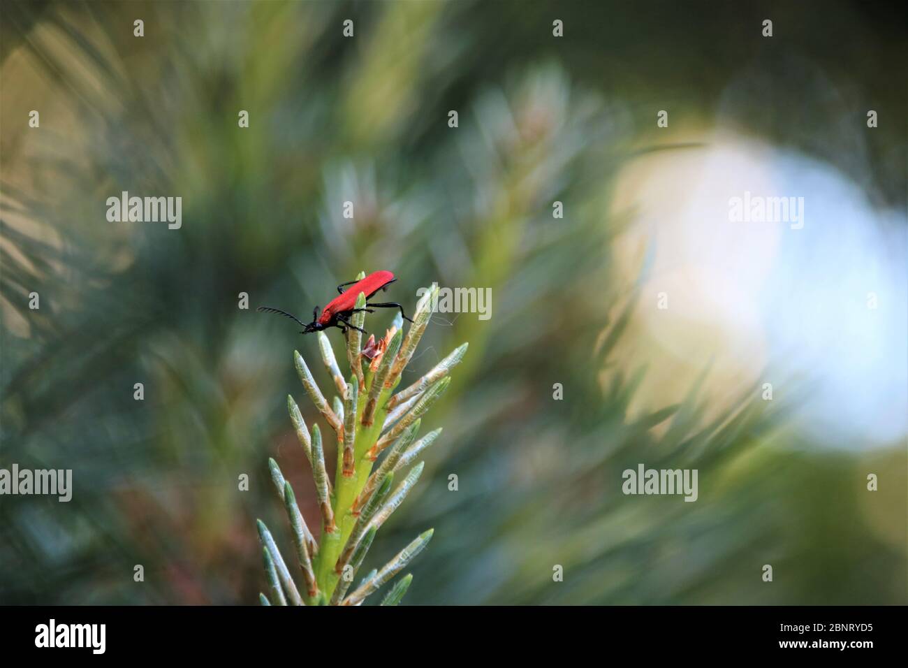 red lily beetle on a plant Stock Photo - Alamy
