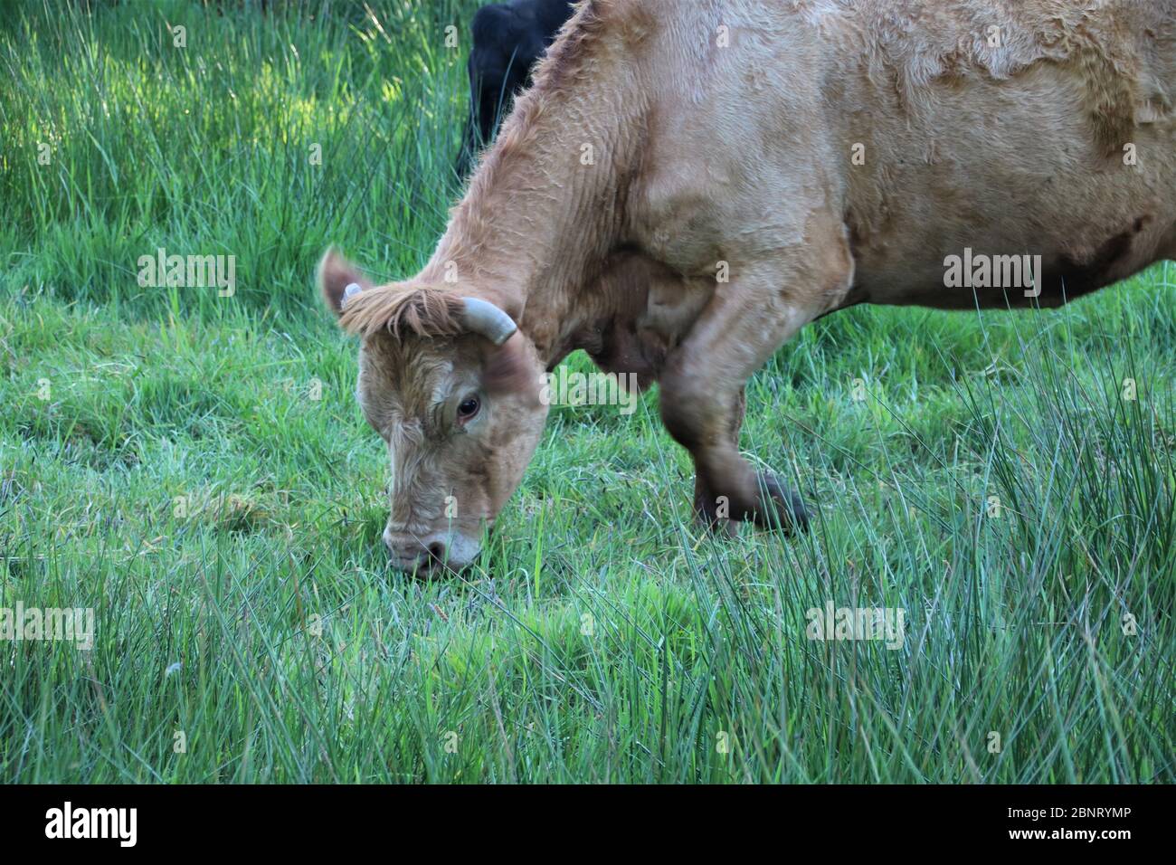 Cow in field eating grass hi-res stock photography and images - Alamy