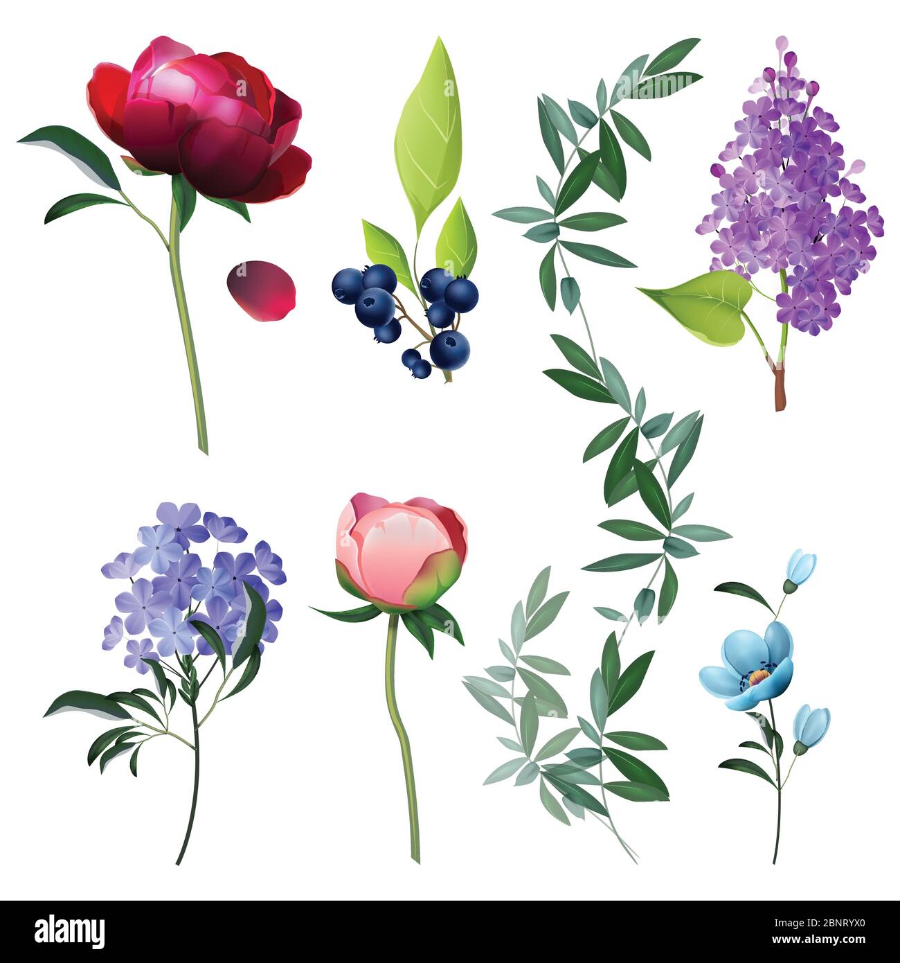 Flowers collection. Decorative botanical floral elements rustic leaves ...