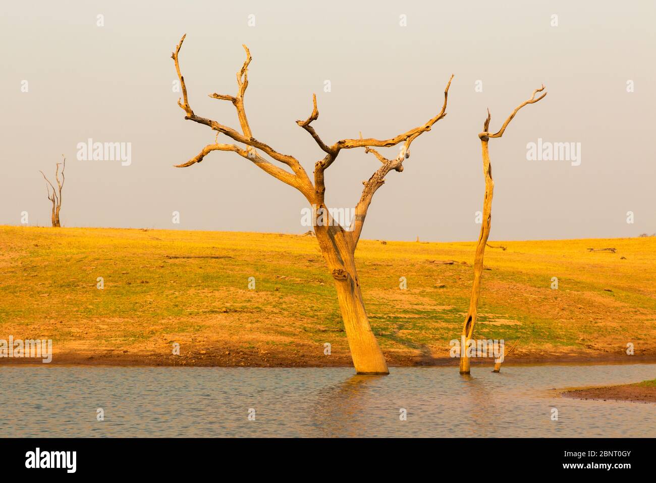 Dead mopane trees standing in water of Kariba dam, Zimbabwe Stock Photo ...