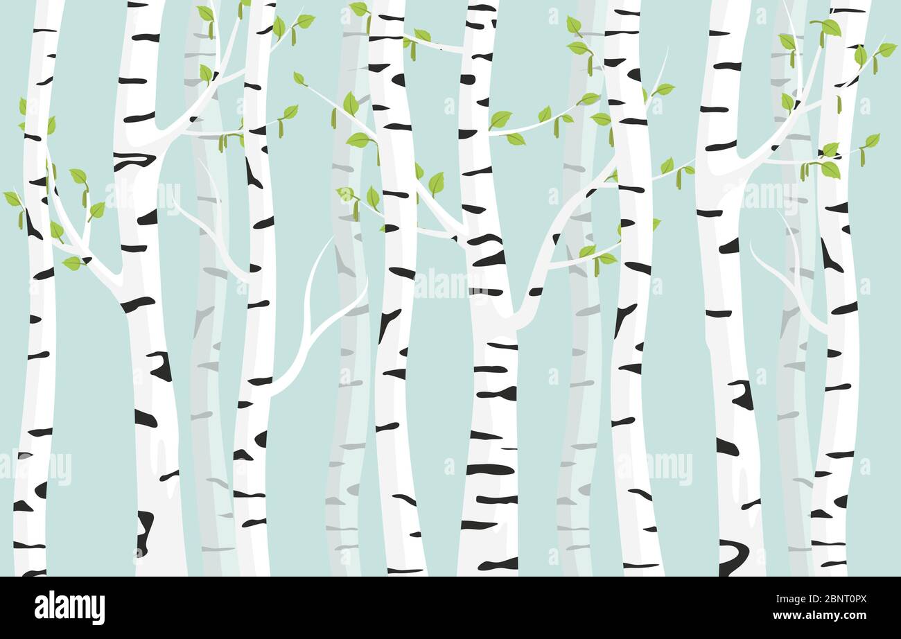 Birch Tree Background