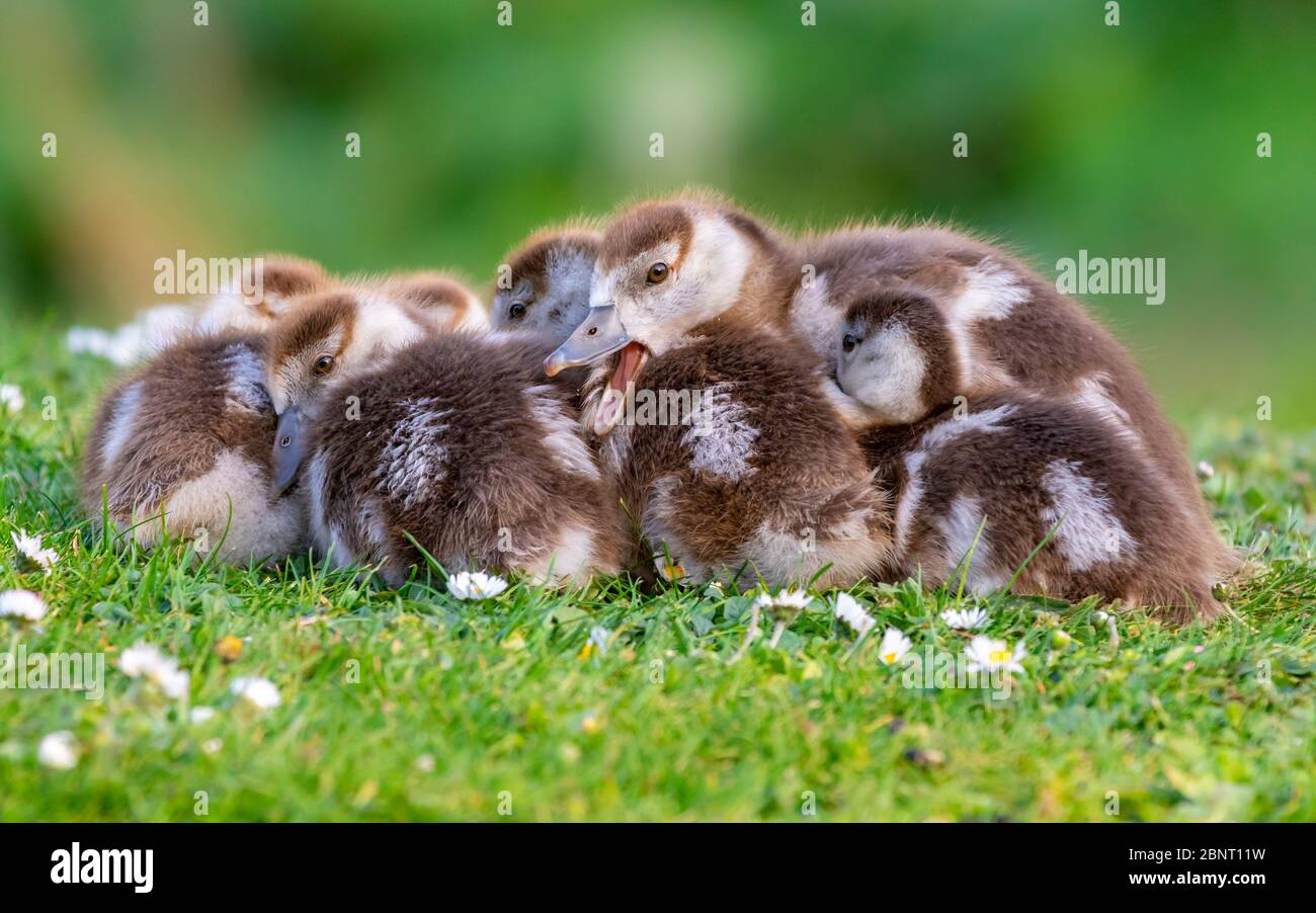 cute chicks of an egyptian goose new born babies birds in a park during ...
