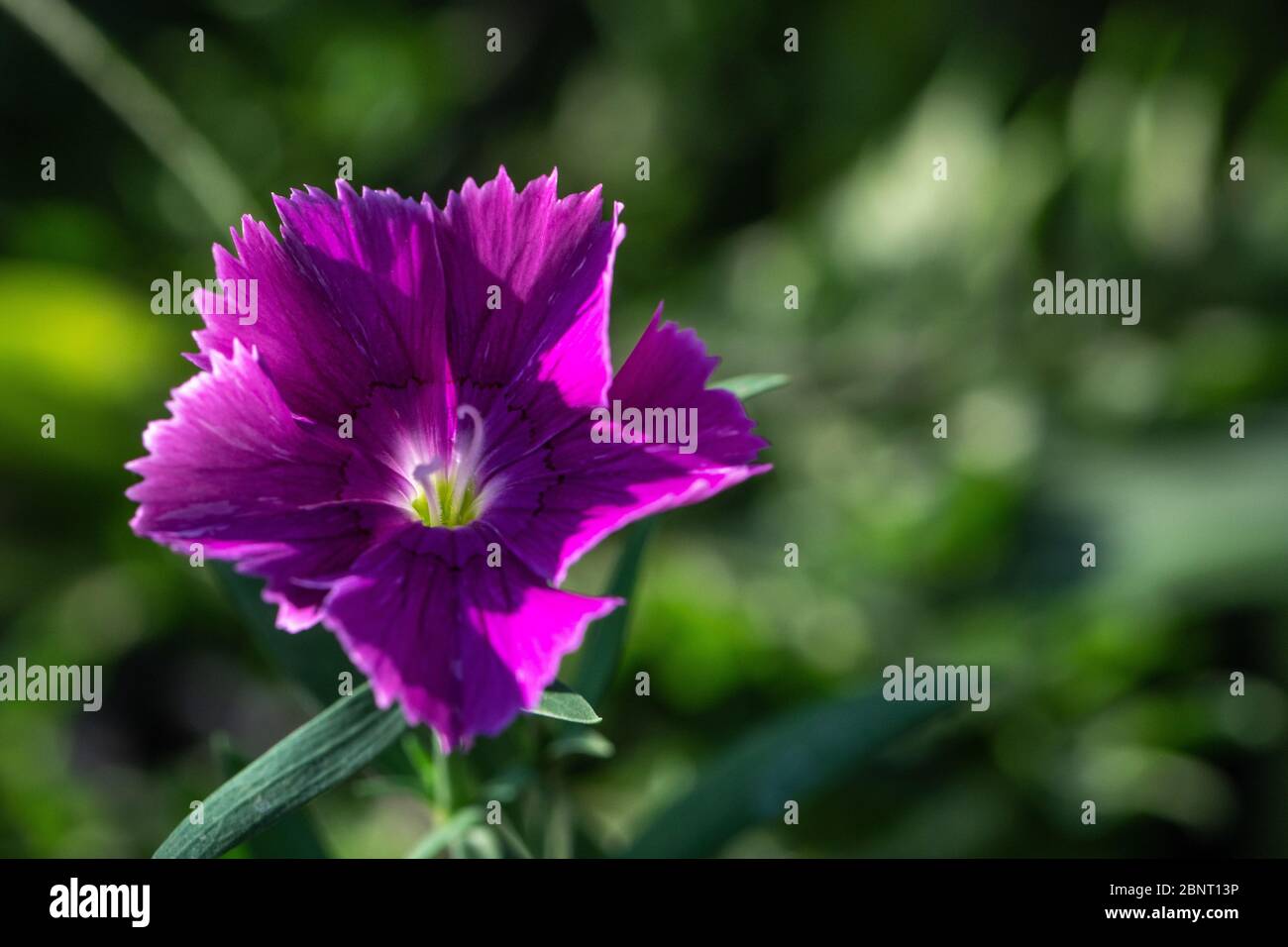 Cravina Dianthus chinensis Flowers (China Pink Stock Photo - Alamy