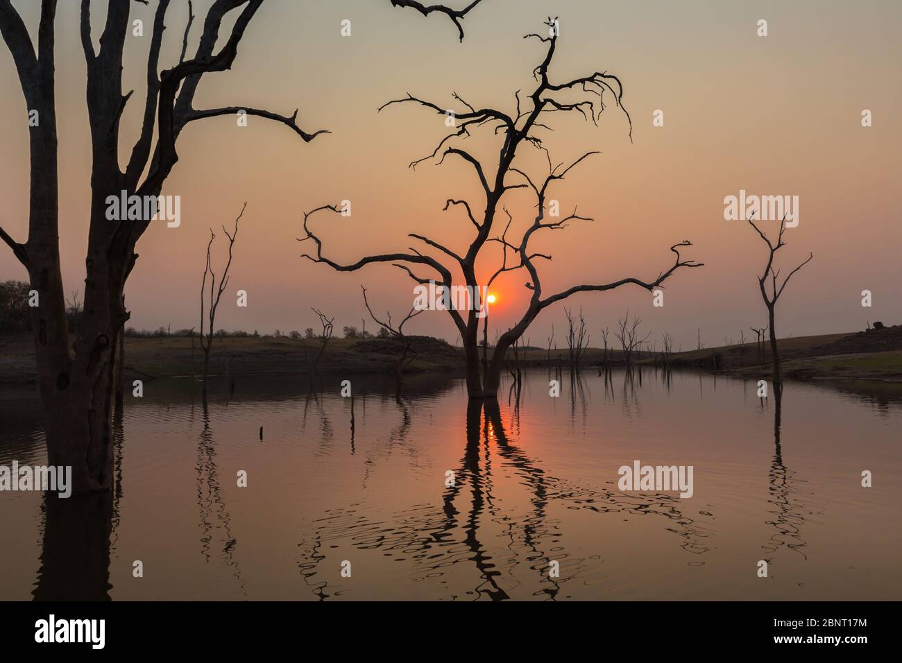 Dead mopane trees standing in water of Kariba dam, Zimbabwe Stock Photo ...