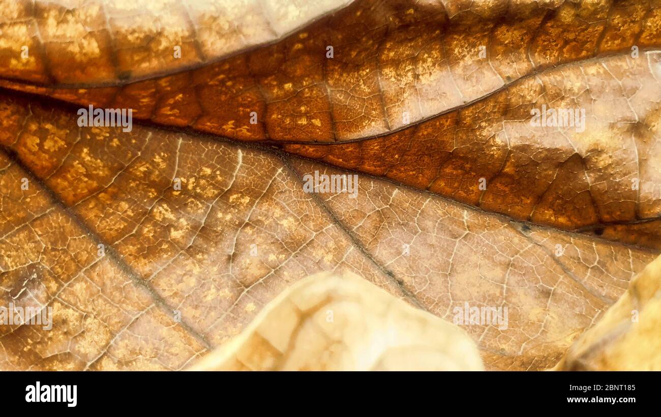 Dried leaf. Close up shot Stock Photo - Alamy