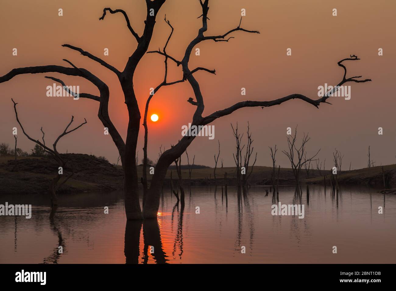 Dead mopane trees standing in water of Kariba dam, Zimbabwe Stock Photo ...