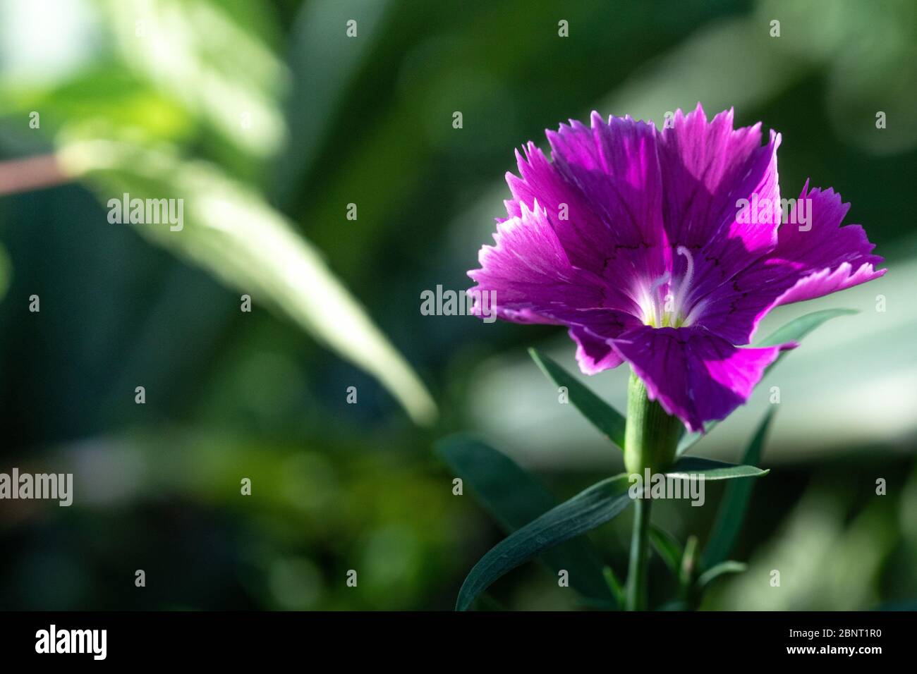 Chinese pink dianthus chinensis hi-res stock photography and images - Alamy