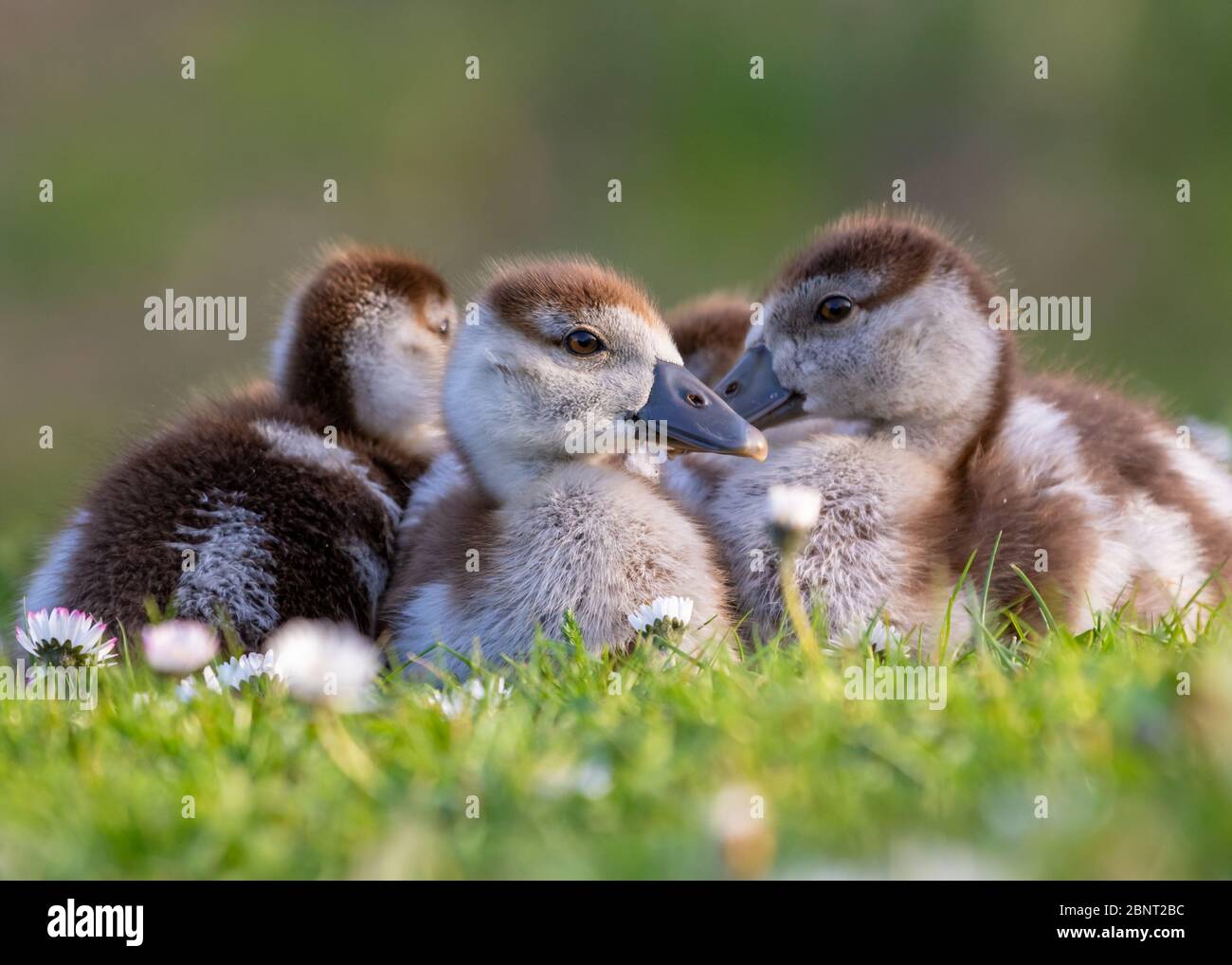cute chicks of an egyptian goose new born babies birds in a park during ...