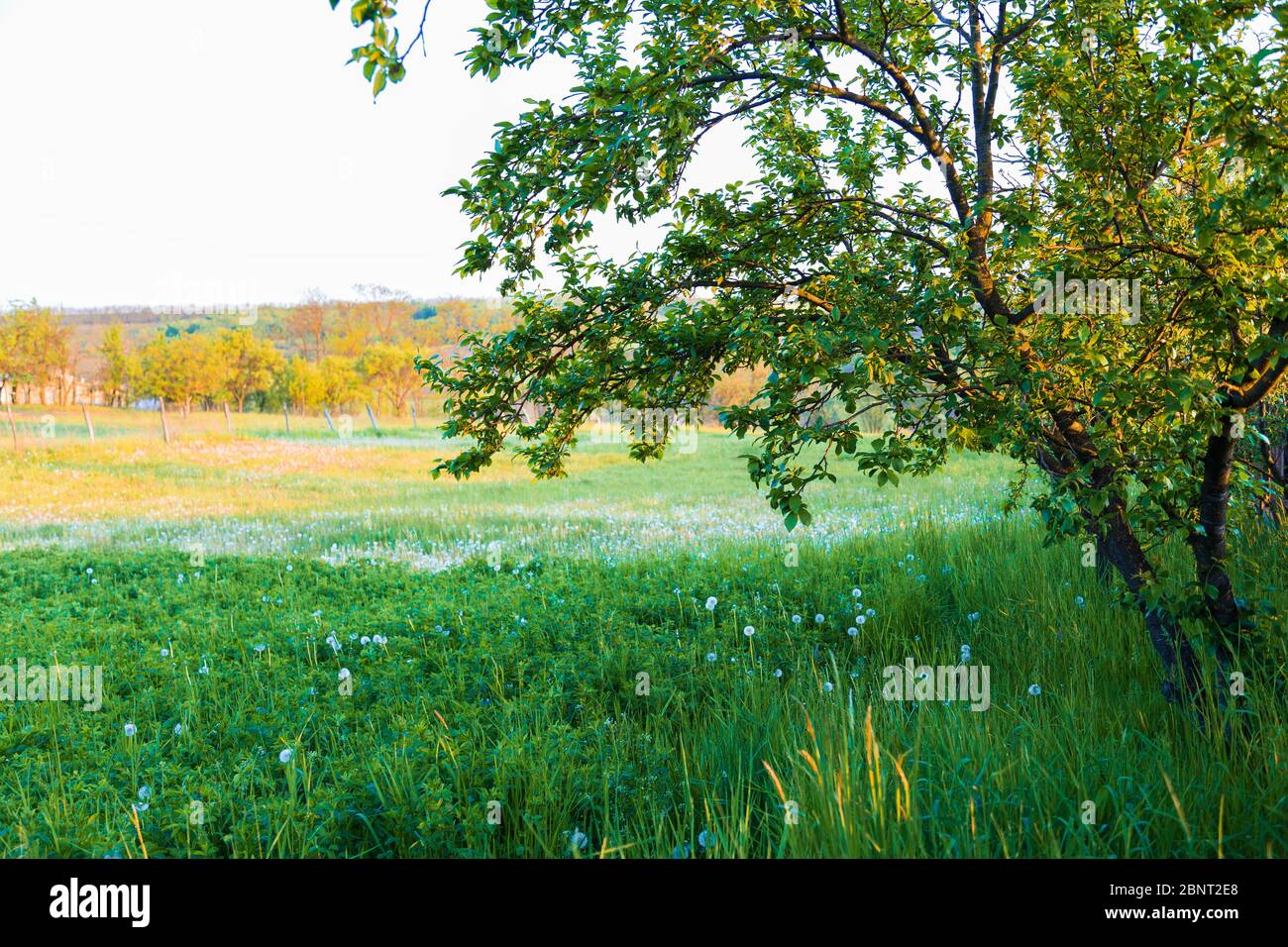 Plum tree near a field with clover Stock Photo - Alamy