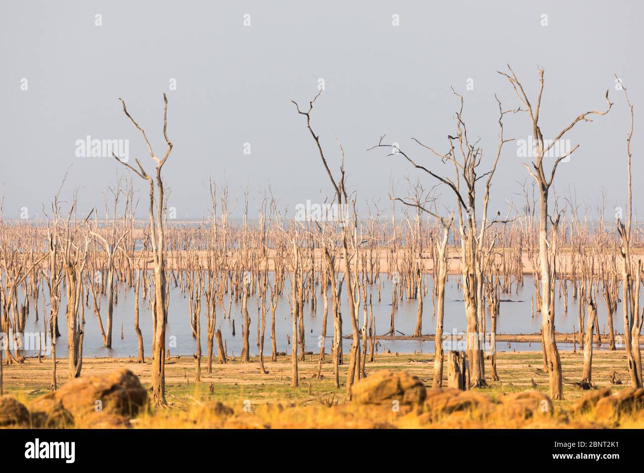 Dead mopane trees standing in water of Kariba dam, Zimbabwe Stock Photo ...