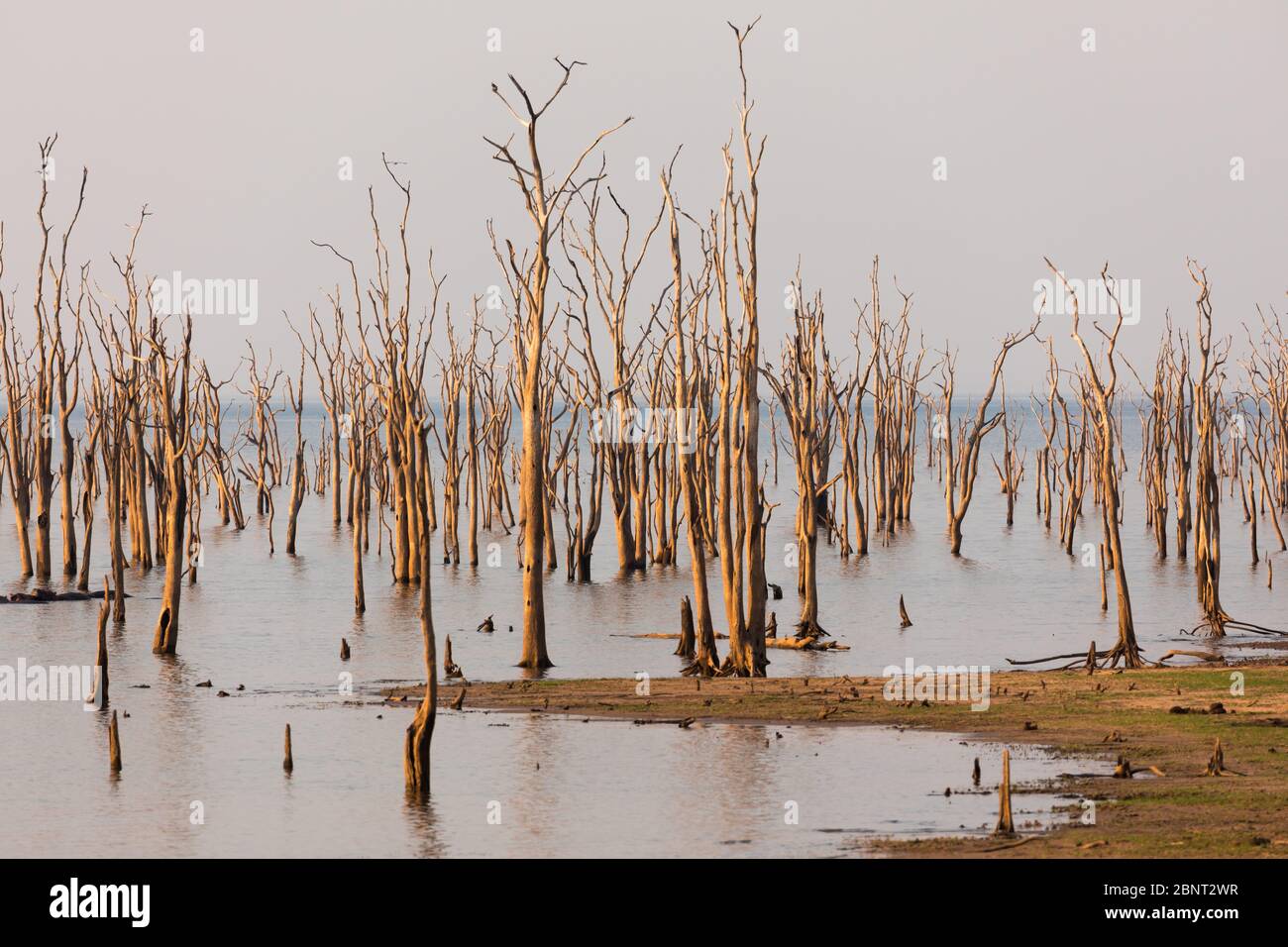 Dead mopane trees standing in water of Kariba dam, Zimbabwe Stock Photo ...