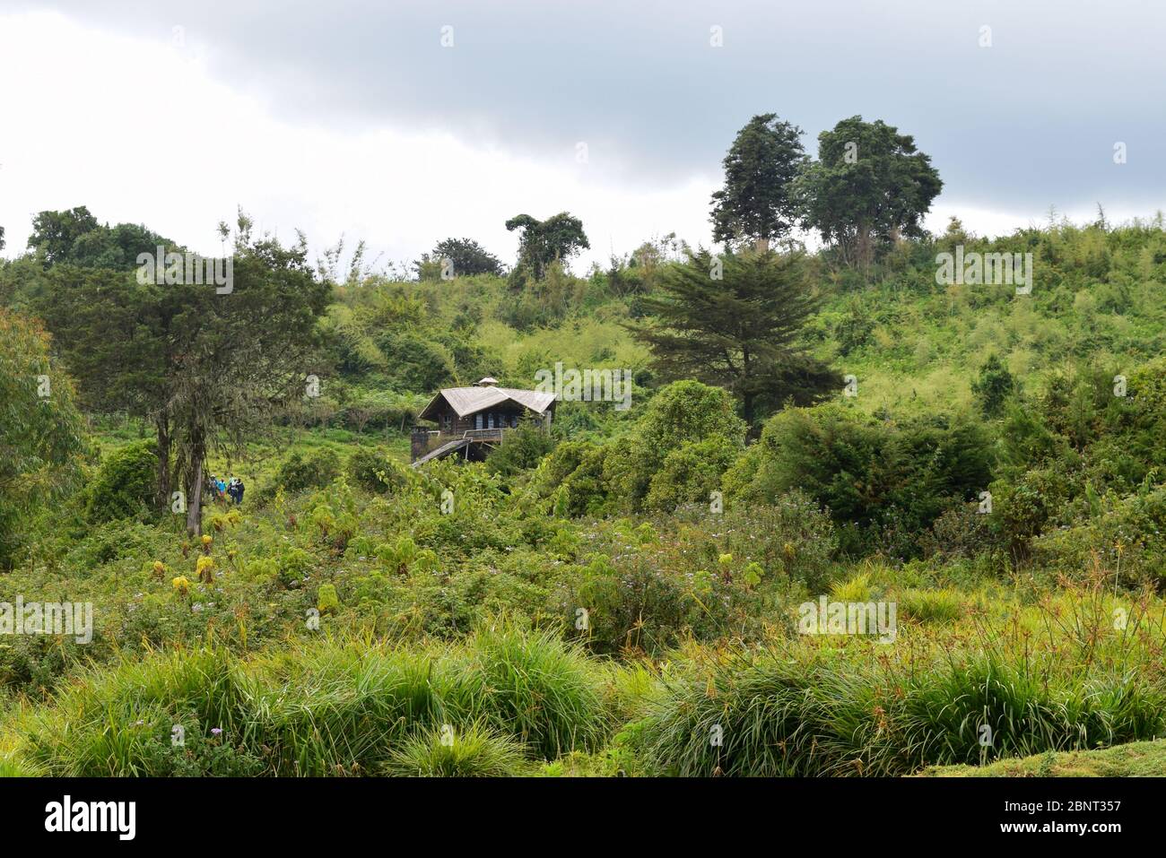 Cabin in the woods, Castle Forest Lodge, Kenya Stock Photo - Alamy