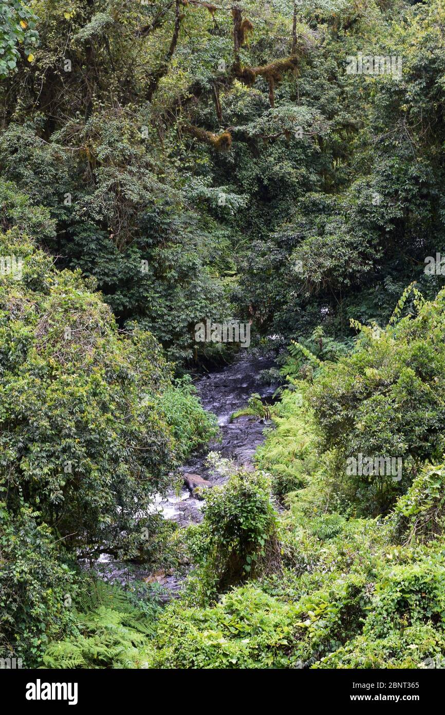 Fresh water river in the forest, Mount Kenya National Park Stock Photo ...