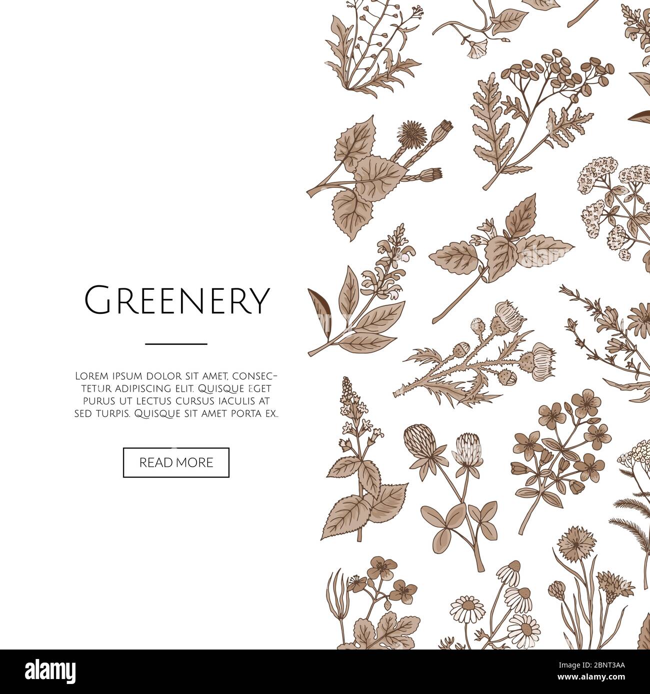 Vector hand drawn medical herbs Stock Vector Image & Art - Alamy