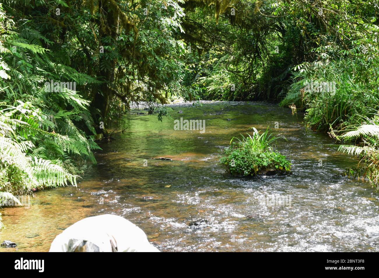Fresh water river in the forest, Mount Kenya National Park Stock Photo ...