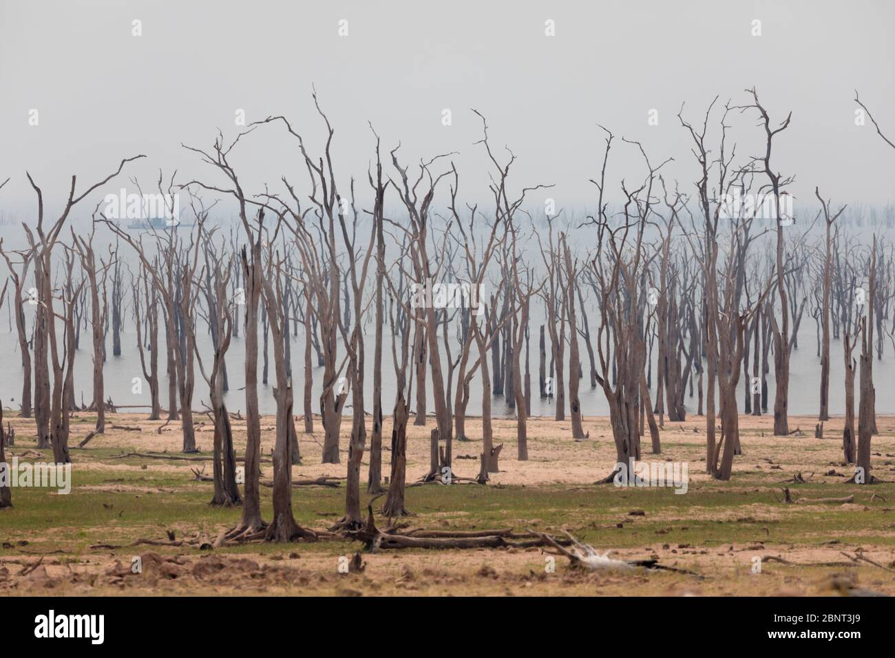 Dead mopane trees standing in water of Kariba dam, Zimbabwe Stock Photo ...